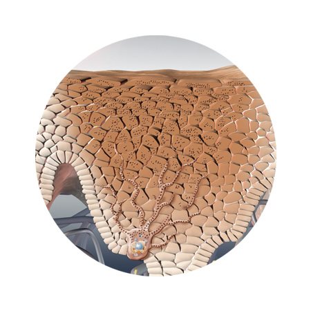 Eucerin: Sobre a pele " Estrutura e funções da pele" Uma introdução.