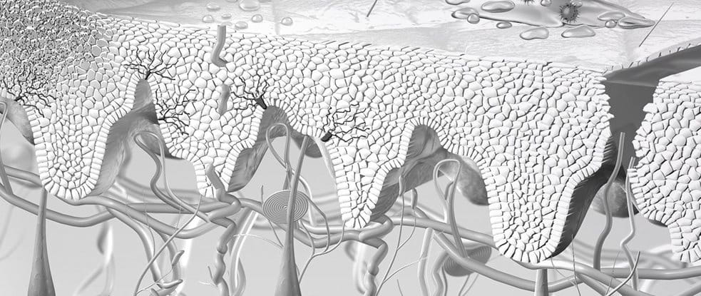 Eucerin: Sobre a pele " Estrutura e funções da pele" Uma introdução.